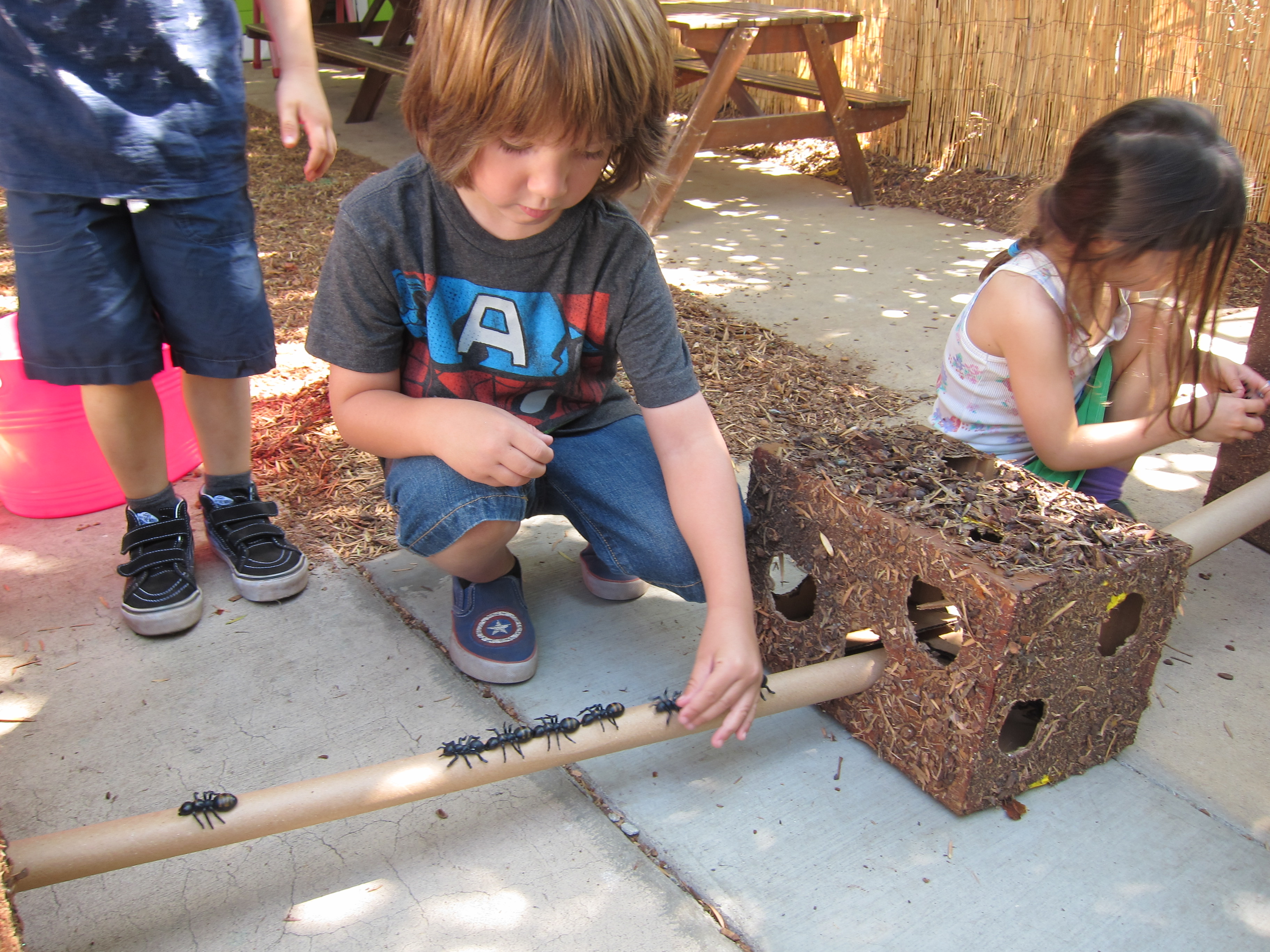 Ant Colony – Group Project | misscarriescorner